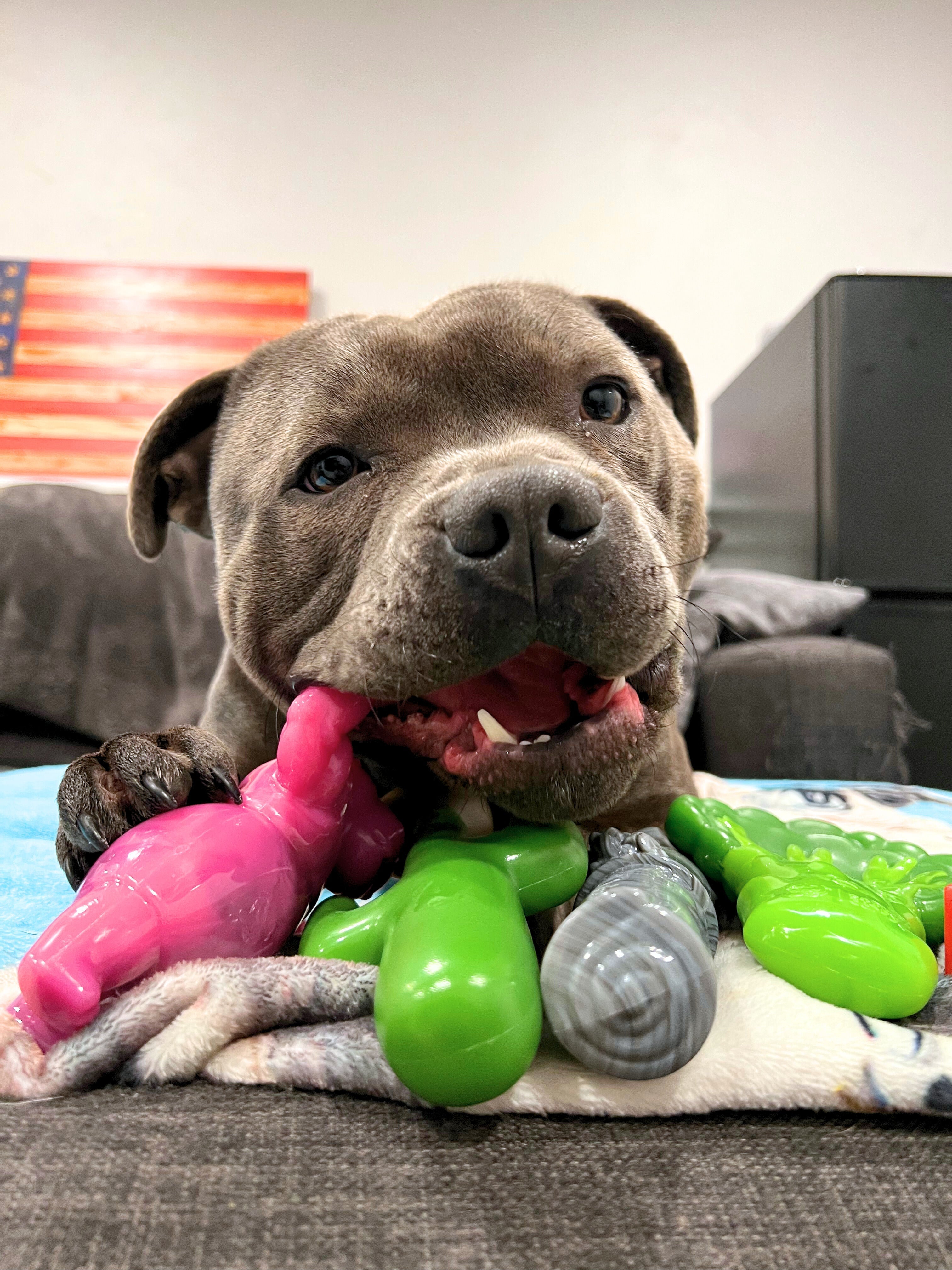 Why Not All Dog Toys Are Safe: What You Need to Know About Recalls & C ...
