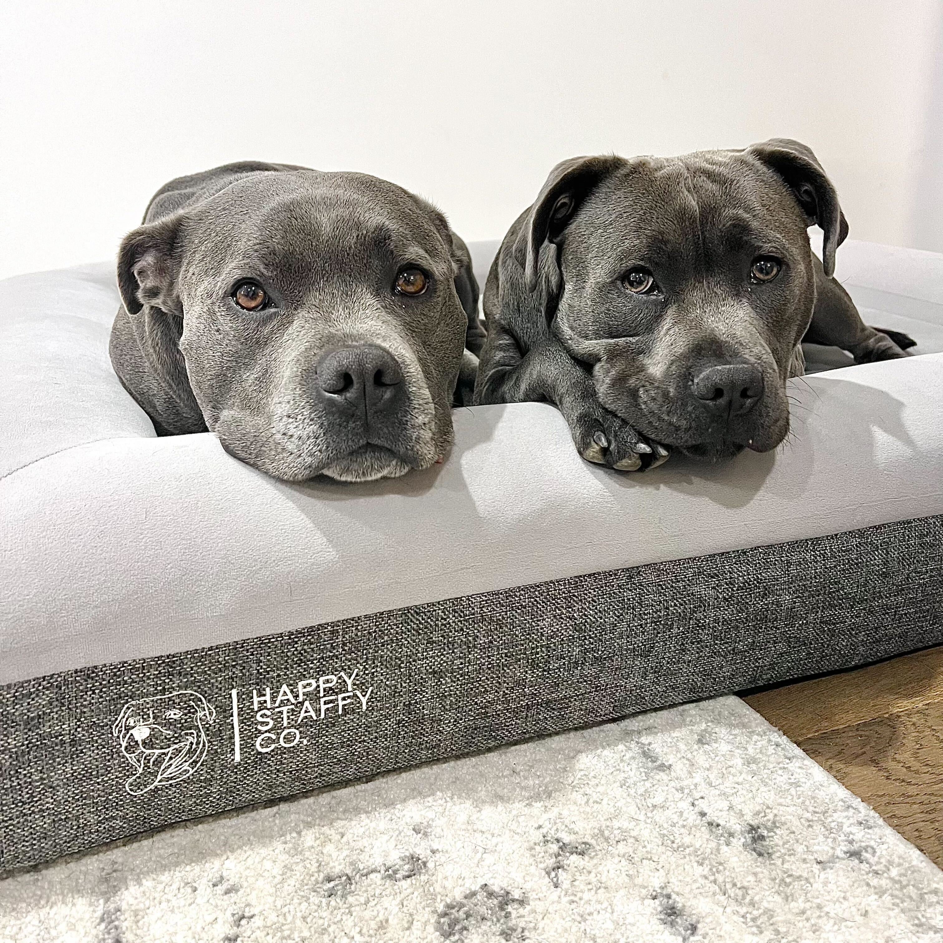 Why Staffies Make Amazing Family Dogs – Happy Staffy Co