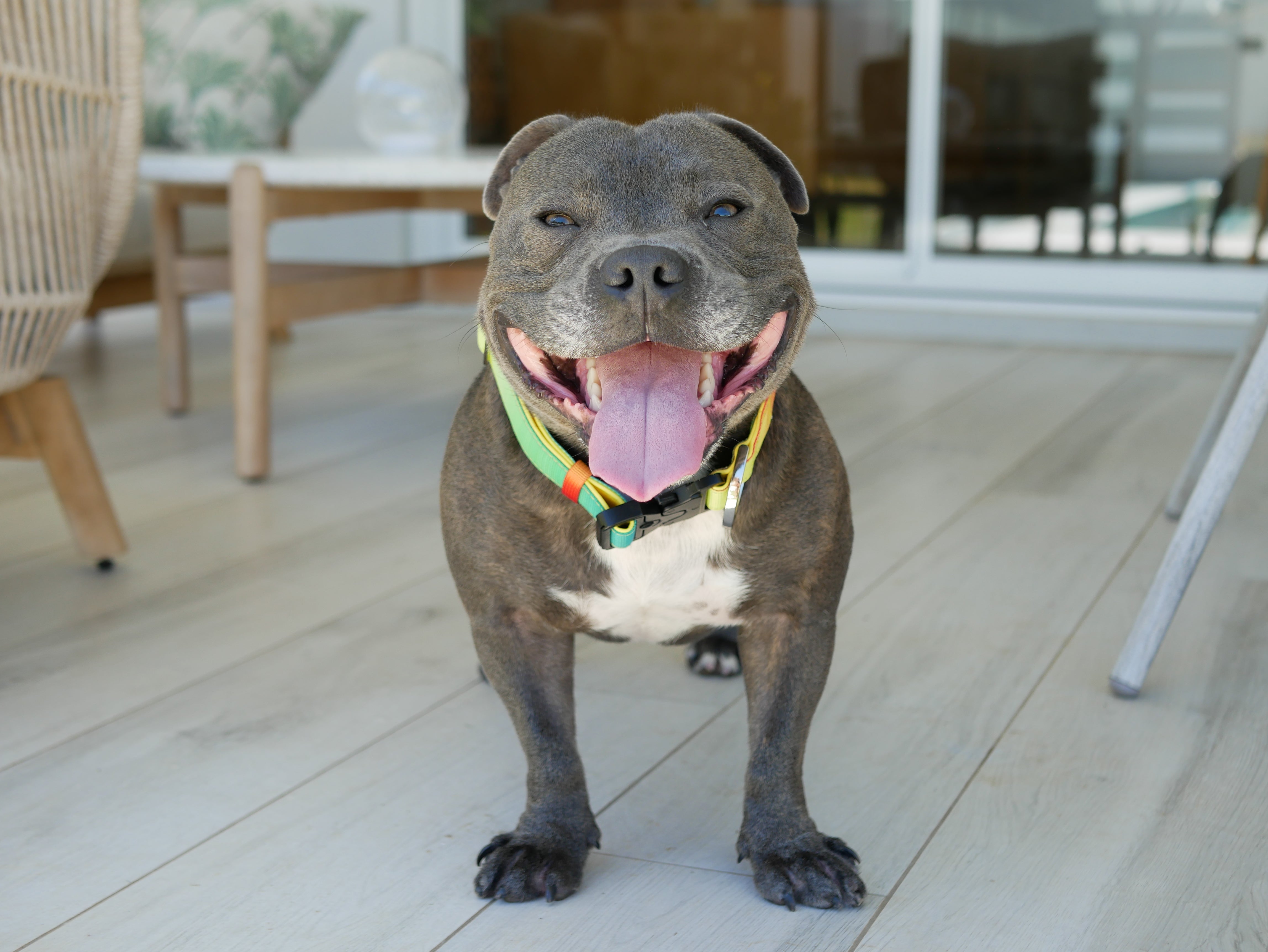 At Home with Tommy & Holly – Happy Staffy Co