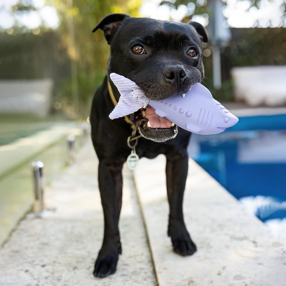 Fun and Engaging Dog Toys – Happy Staffy Co. US