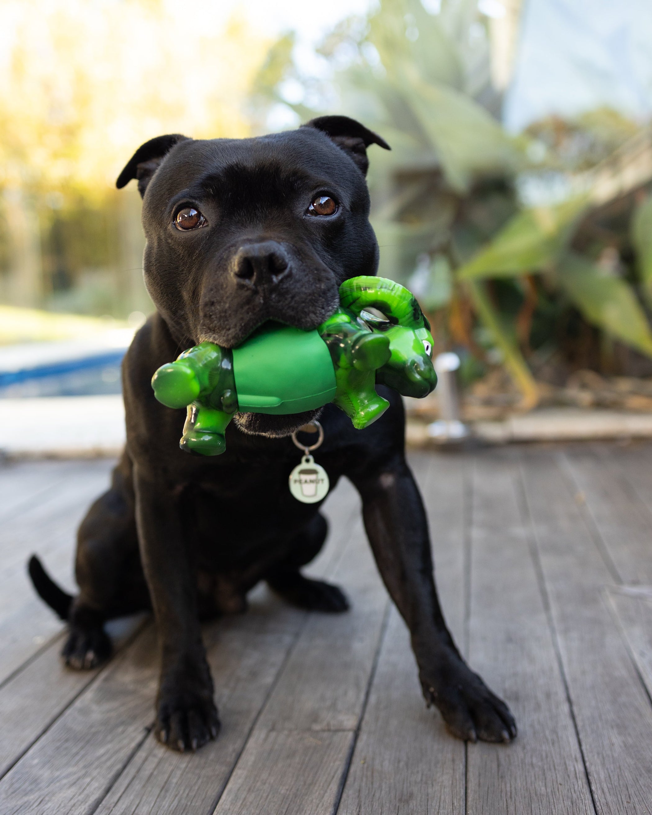 Happy Staffy Co The Number One Staffy & Bully Breed Dog Store Visit Us