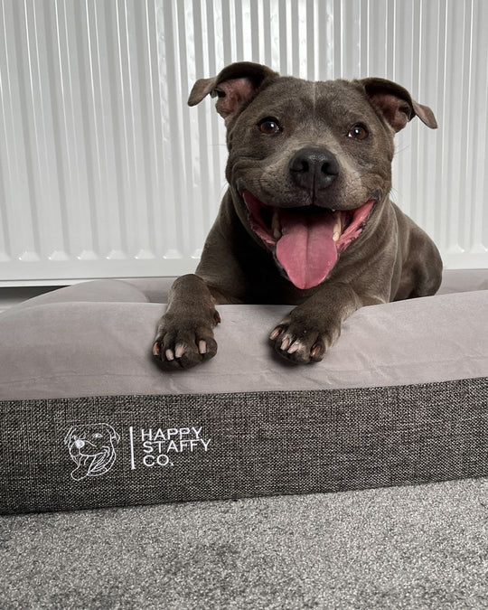 Happy Staffy Co The Number One Staffy & Bully Breed Dog Store Visit Us