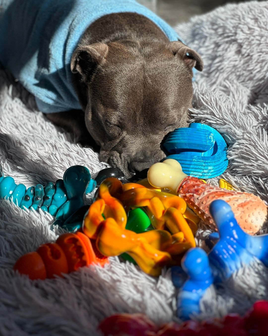 Happy Staffy Co The Number One Staffy & Bully Breed Dog Store Visit Us