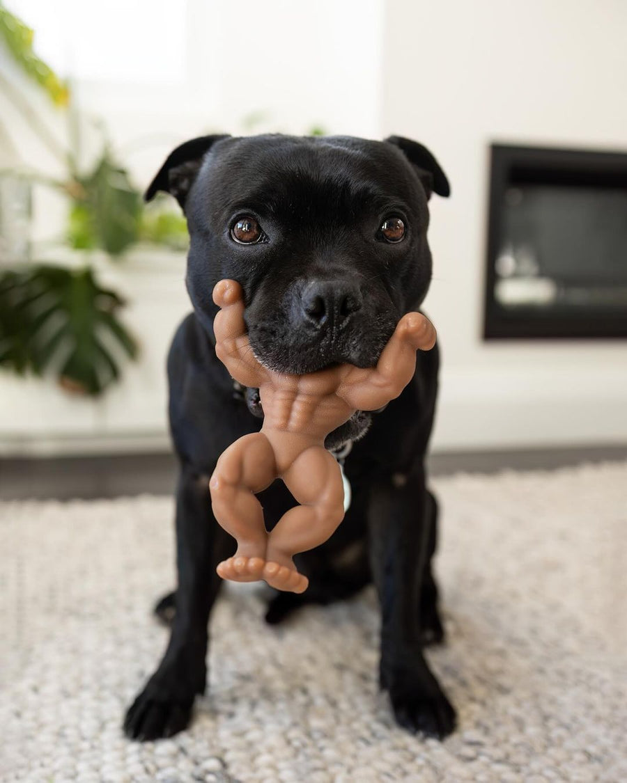 Happy Staffy Co The Number One Staffy & Bully Breed Dog Store Visit Us