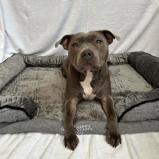Happy Staffy Co The Number One Staffy & Bully Breed Dog Store Visit Us