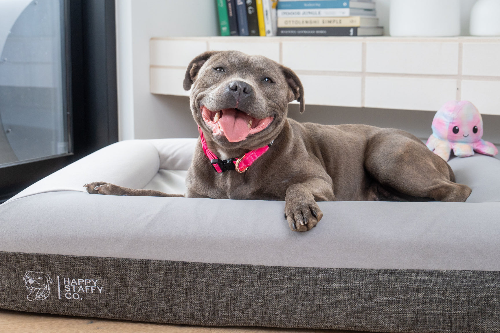 Happy Staffy Co The Number One Staffy & Bully Breed Dog Store Visit Us
